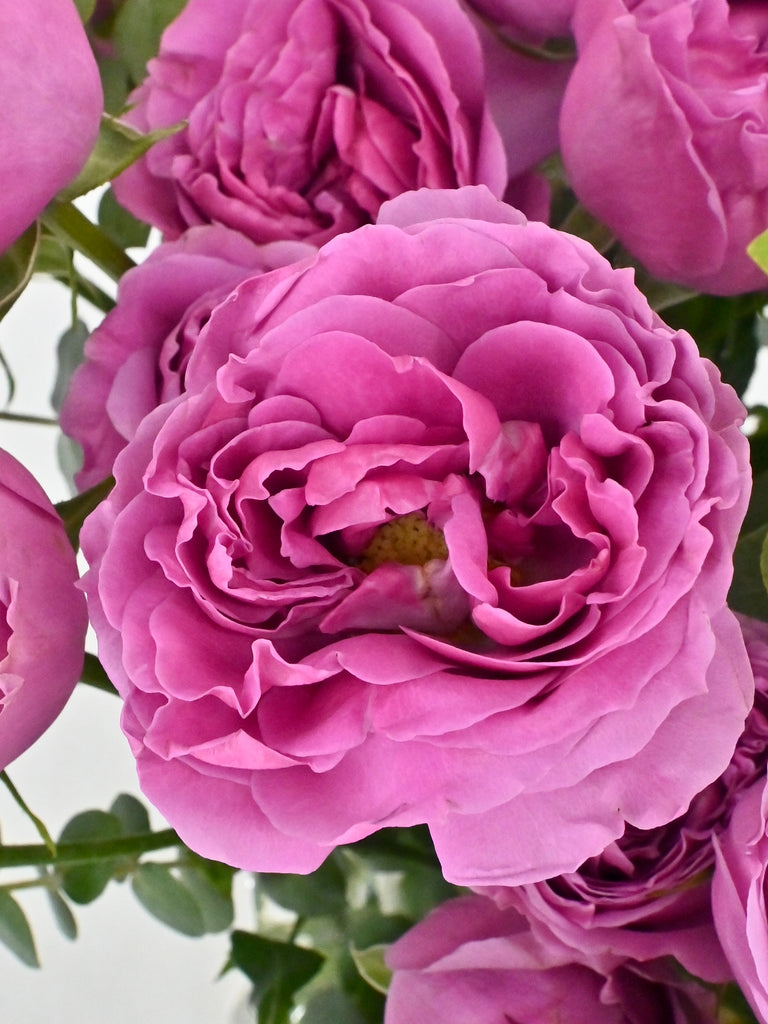 Misty Bubbles — MUSE Flowers & Wrapping