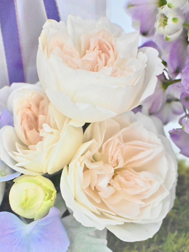 Delphy Money Garden Box — MUSE Flowers & Wrapping