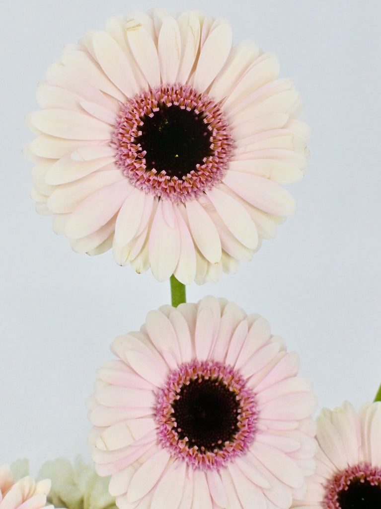 Abby Money Arrangement — MUSE Flowers & Wrapping