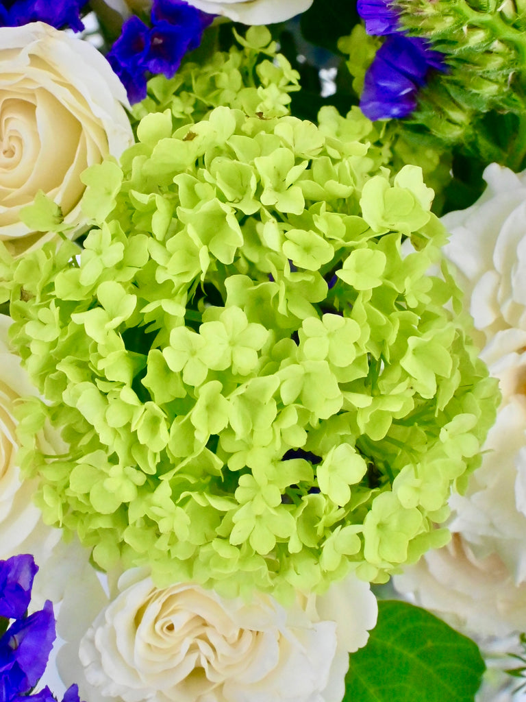 Viburnum Roseum — MUSE Flowers & Wrapping