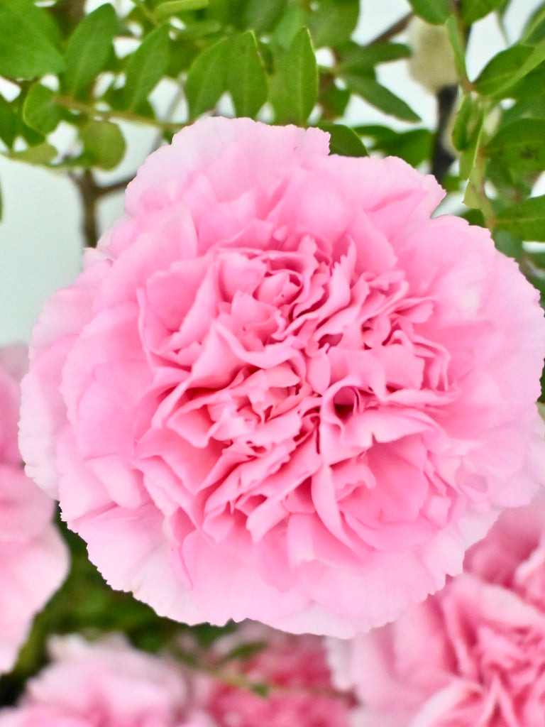 Hanoi Garden — MUSE Flowers & Wrapping