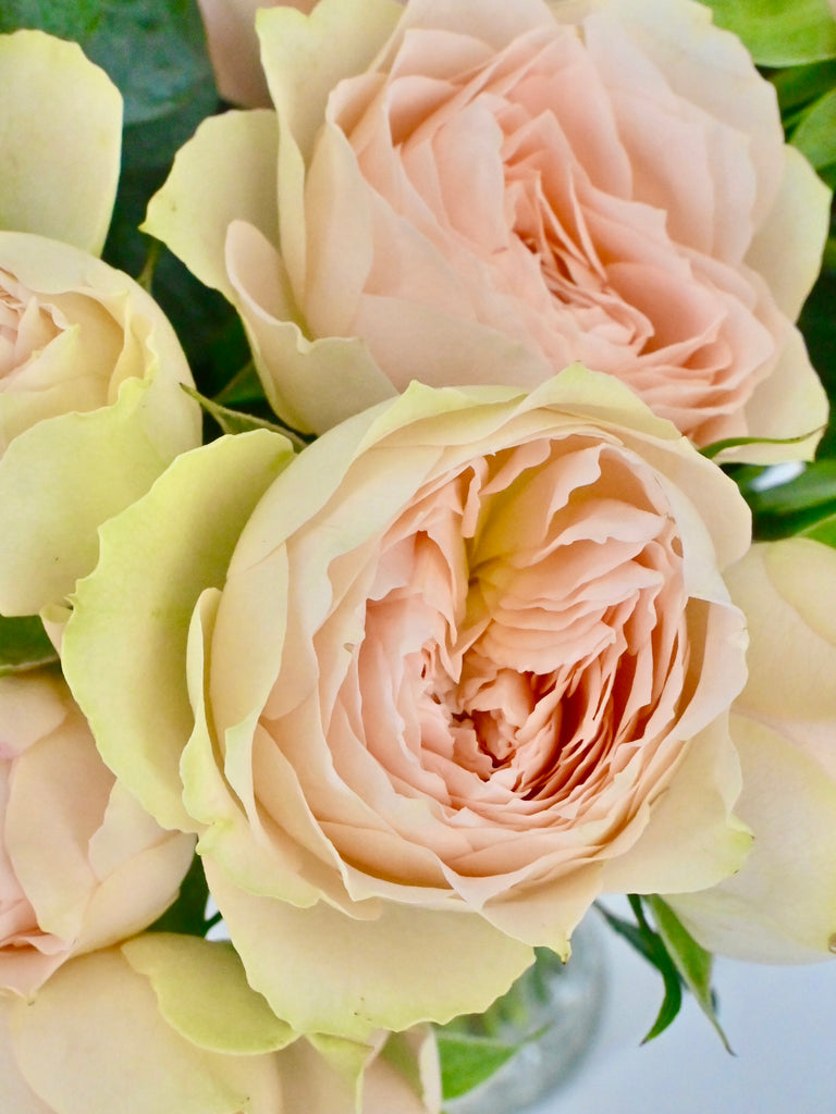 Pavlova Garden — MUSE Flowers & Wrapping