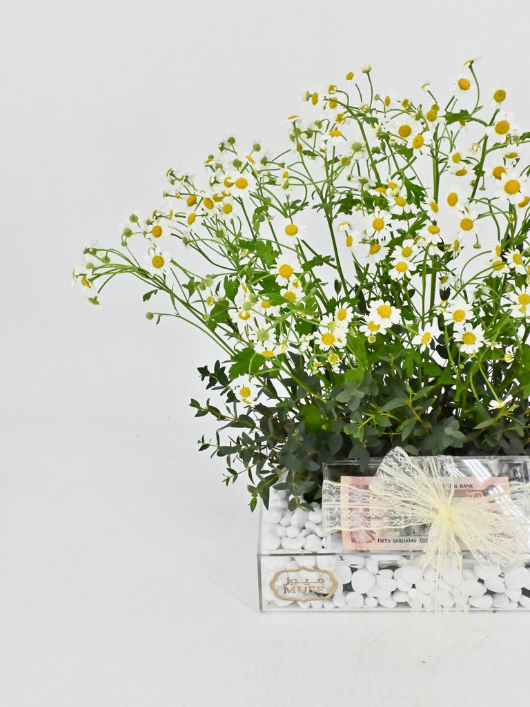 Tanacetum — MUSE Flowers & Wrapping