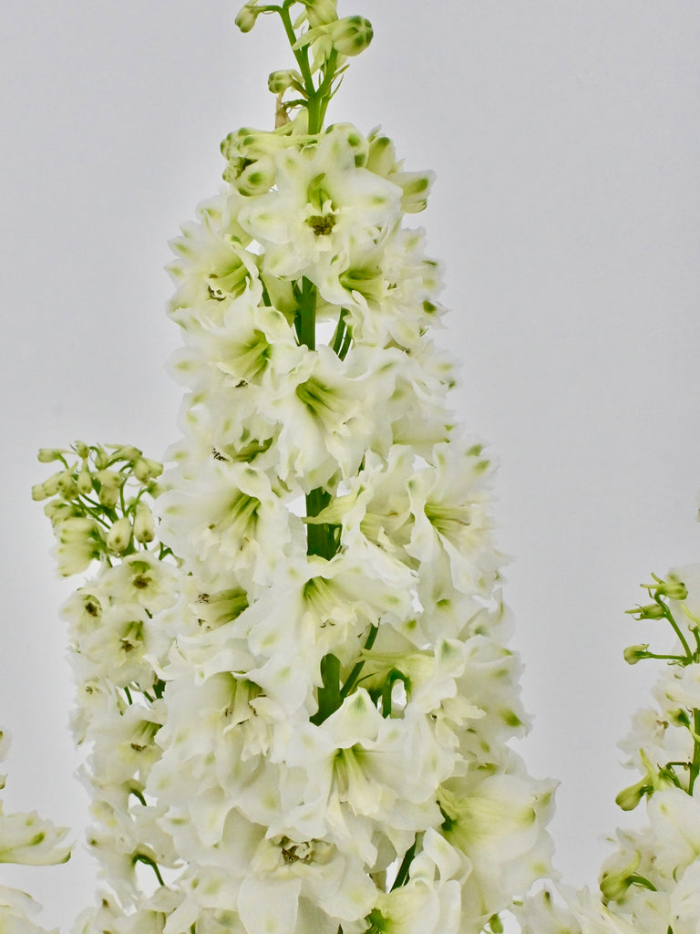 Bella Garden — MUSE Flowers & Wrapping