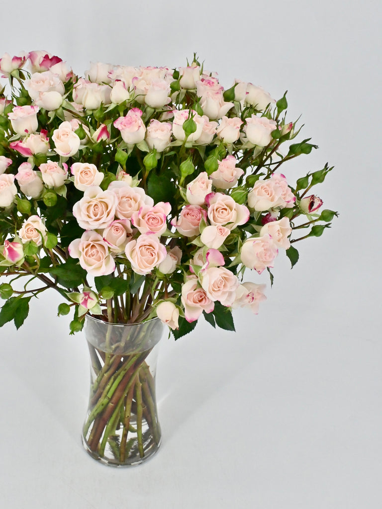 Spray Reflex — MUSE Flowers & Wrapping