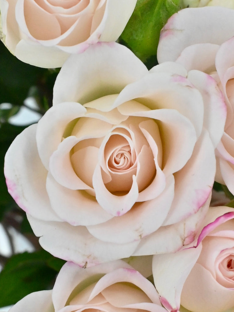 Spray Reflex — MUSE Flowers & Wrapping