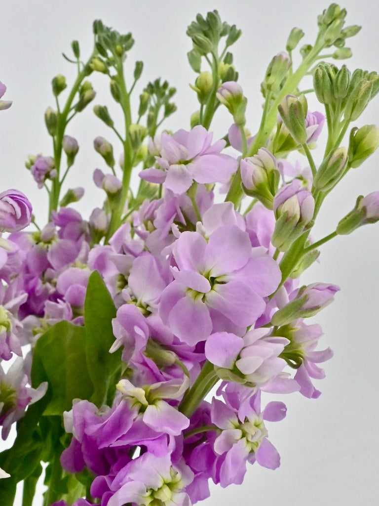 Figaro light — MUSE Flowers & Wrapping