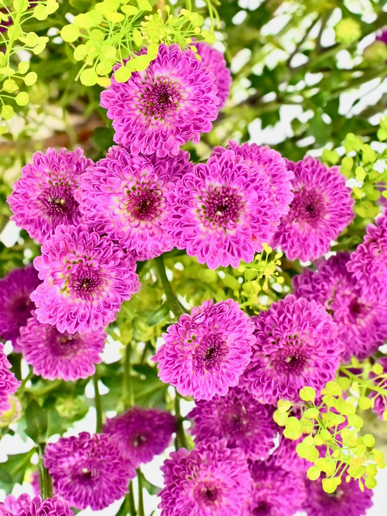 Calimero Dark — MUSE Flowers & Wrapping