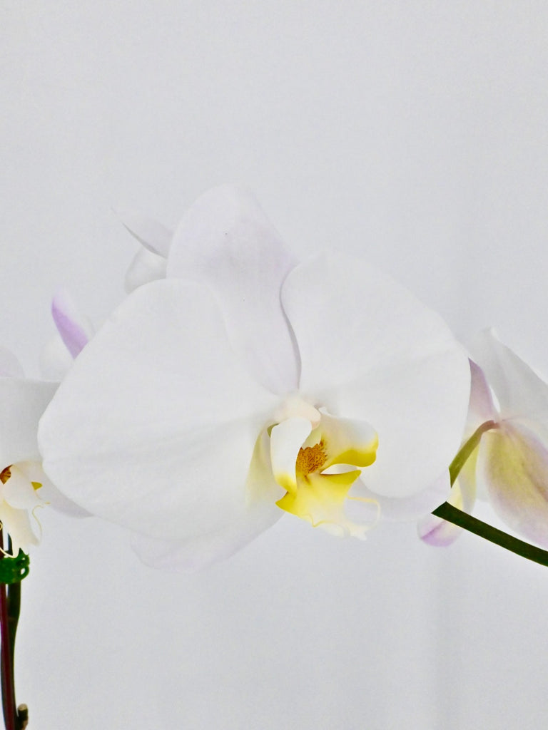Phalaenopsis II — MUSE Flowers & Wrapping