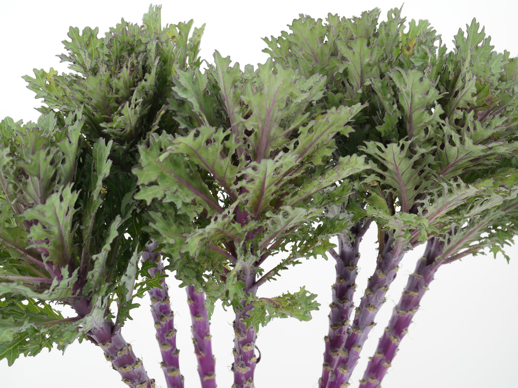 Brasica — MUSE Flowers & Wrapping