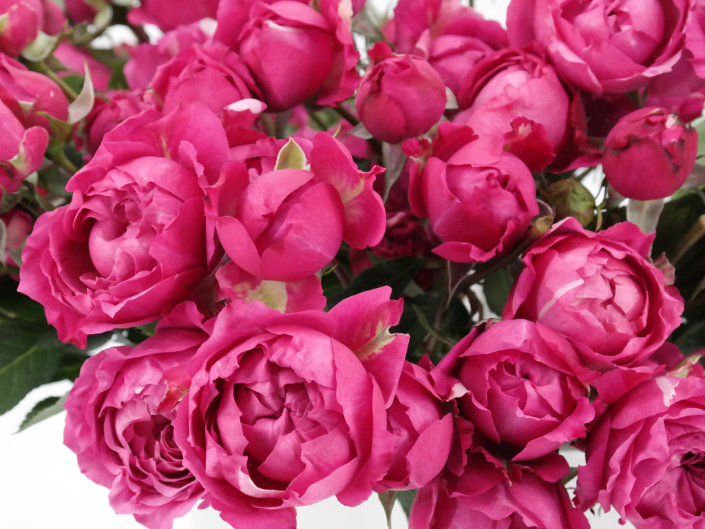 Create your Favorite — MUSE Flowers & Wrapping