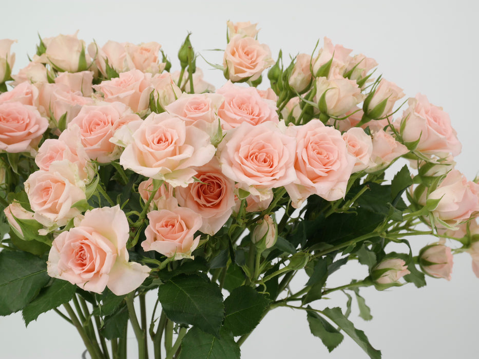 Spray Rose Sweet Sara — MUSE Flowers & Wrapping