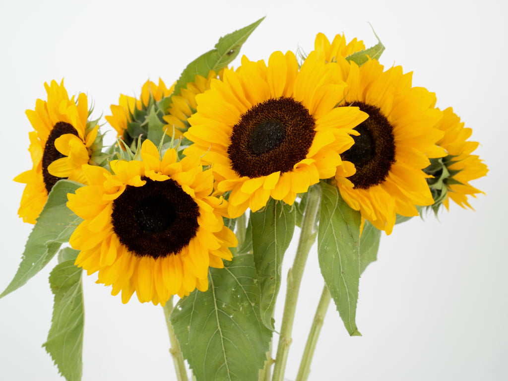 Sunflower — MUSE Flowers & Wrapping